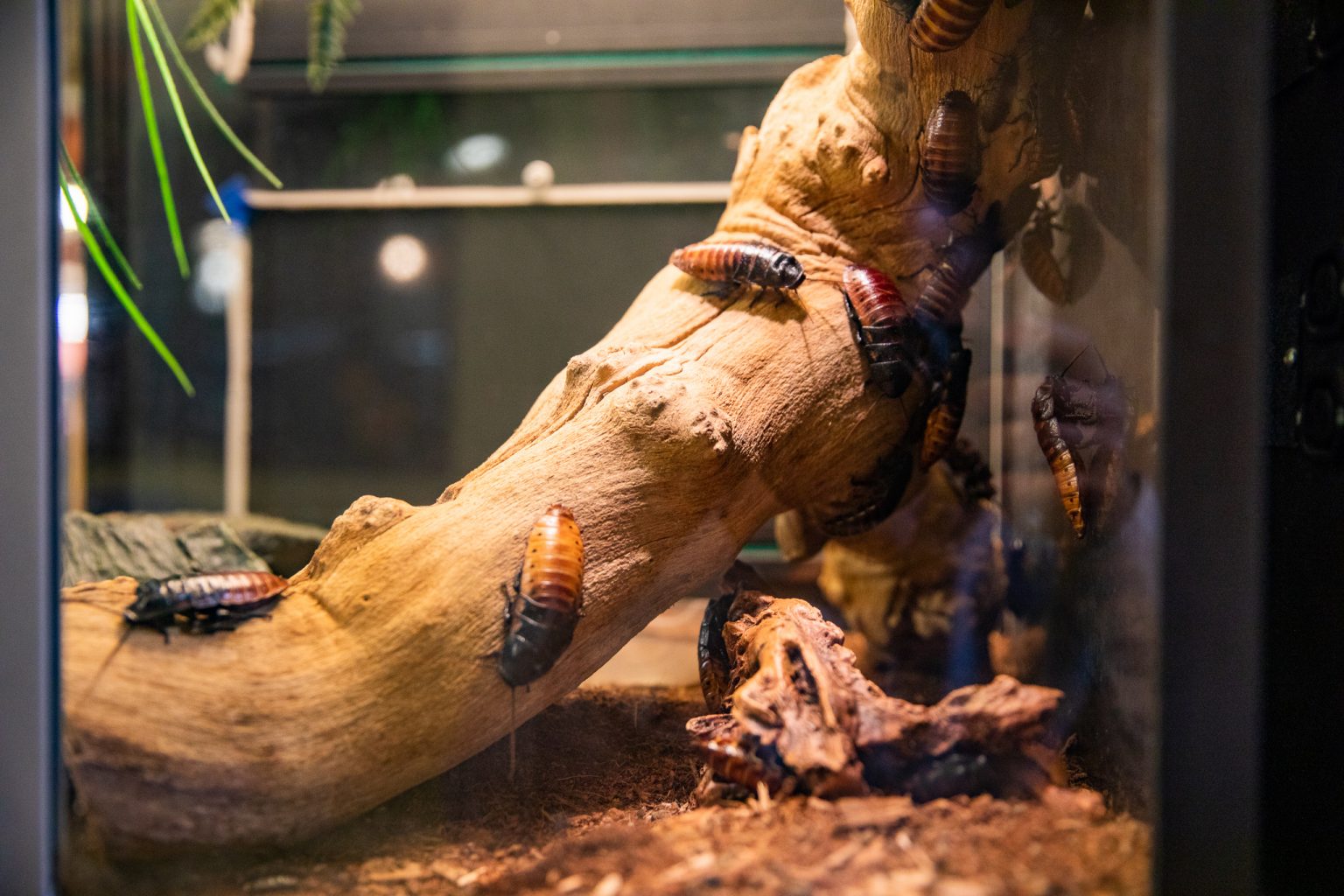 Highland Sam J. Racadio Library and Environmental Learning Center ...