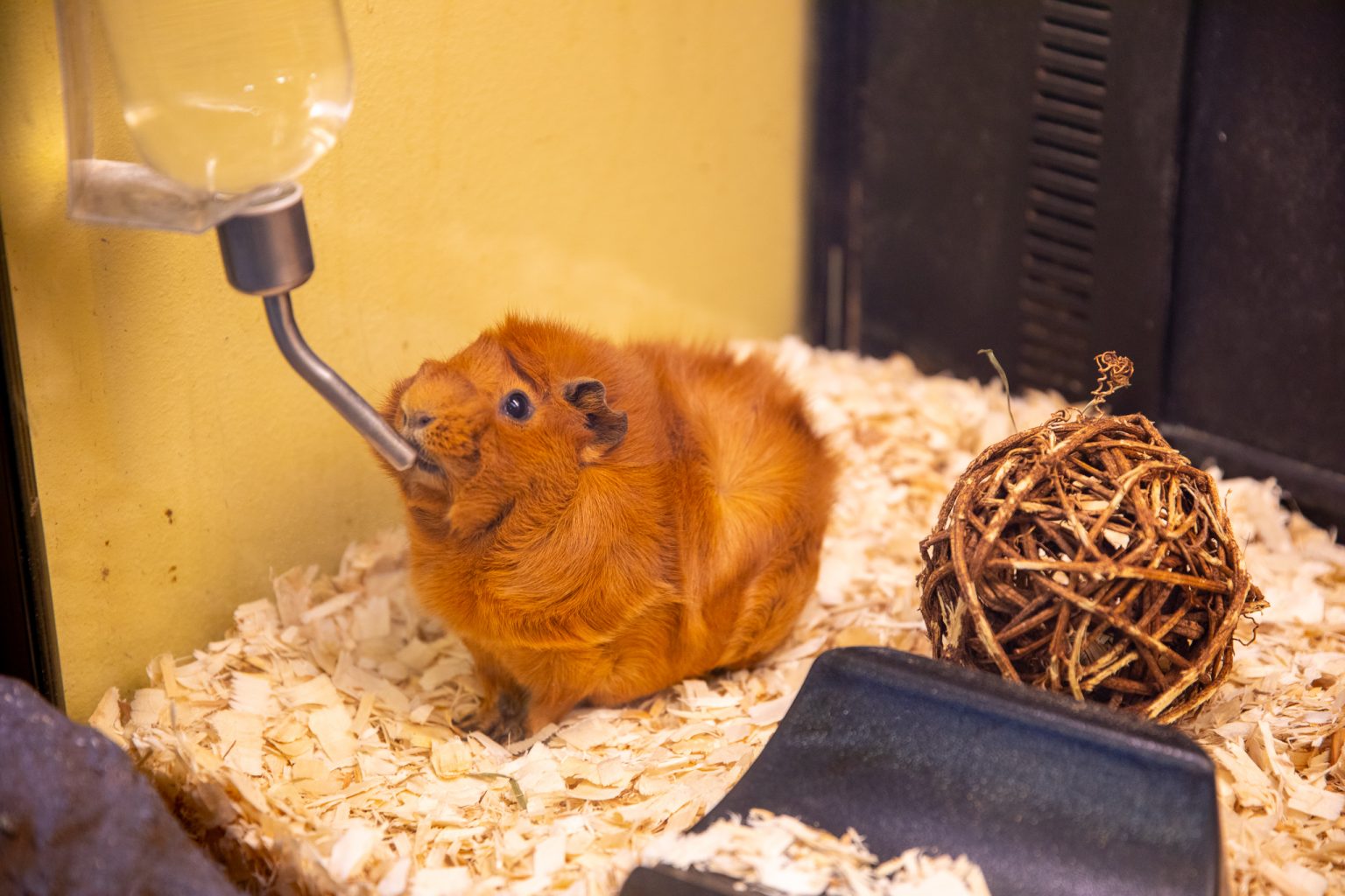 Highland Sam J. Racadio Library and Environmental Learning Center ...