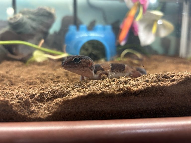 Highland Sam J. Racadio Library and Environmental Learning Center ...