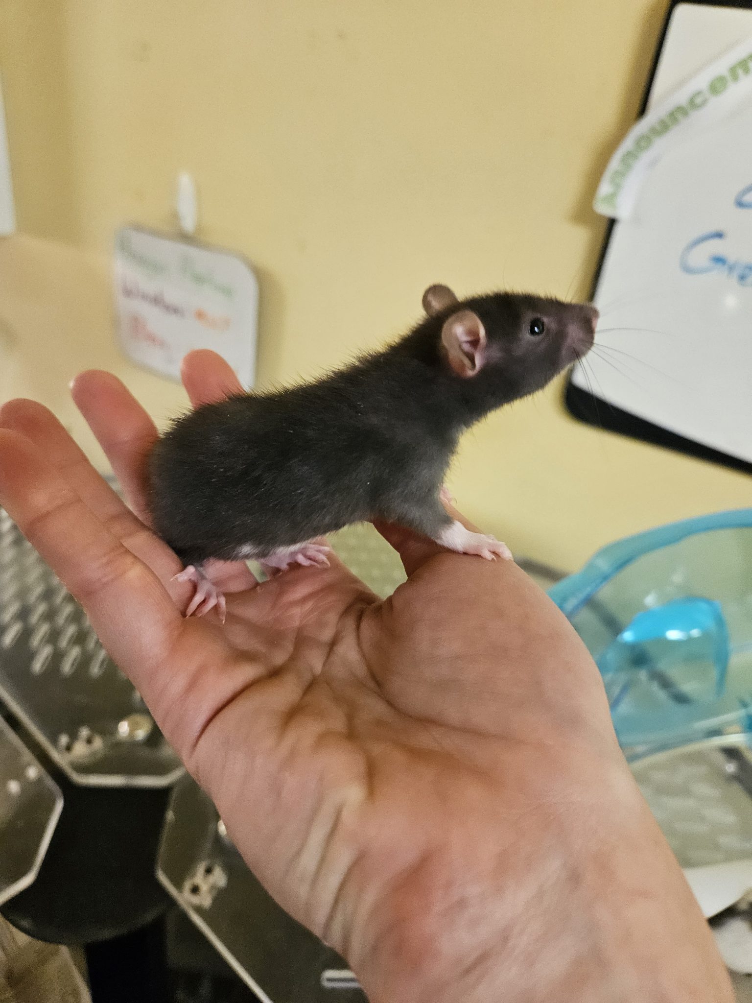 Highland Sam J. Racadio Library and Environmental Learning Center ...