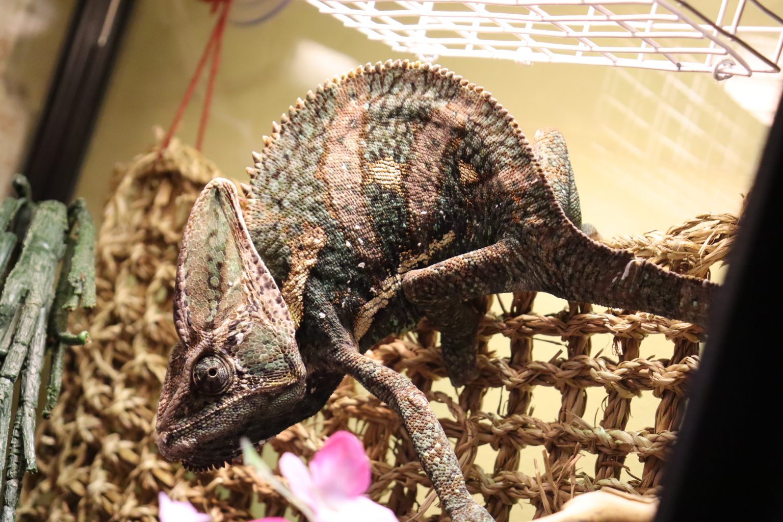 Highland Sam J. Racadio Library and Environmental Learning Center ...