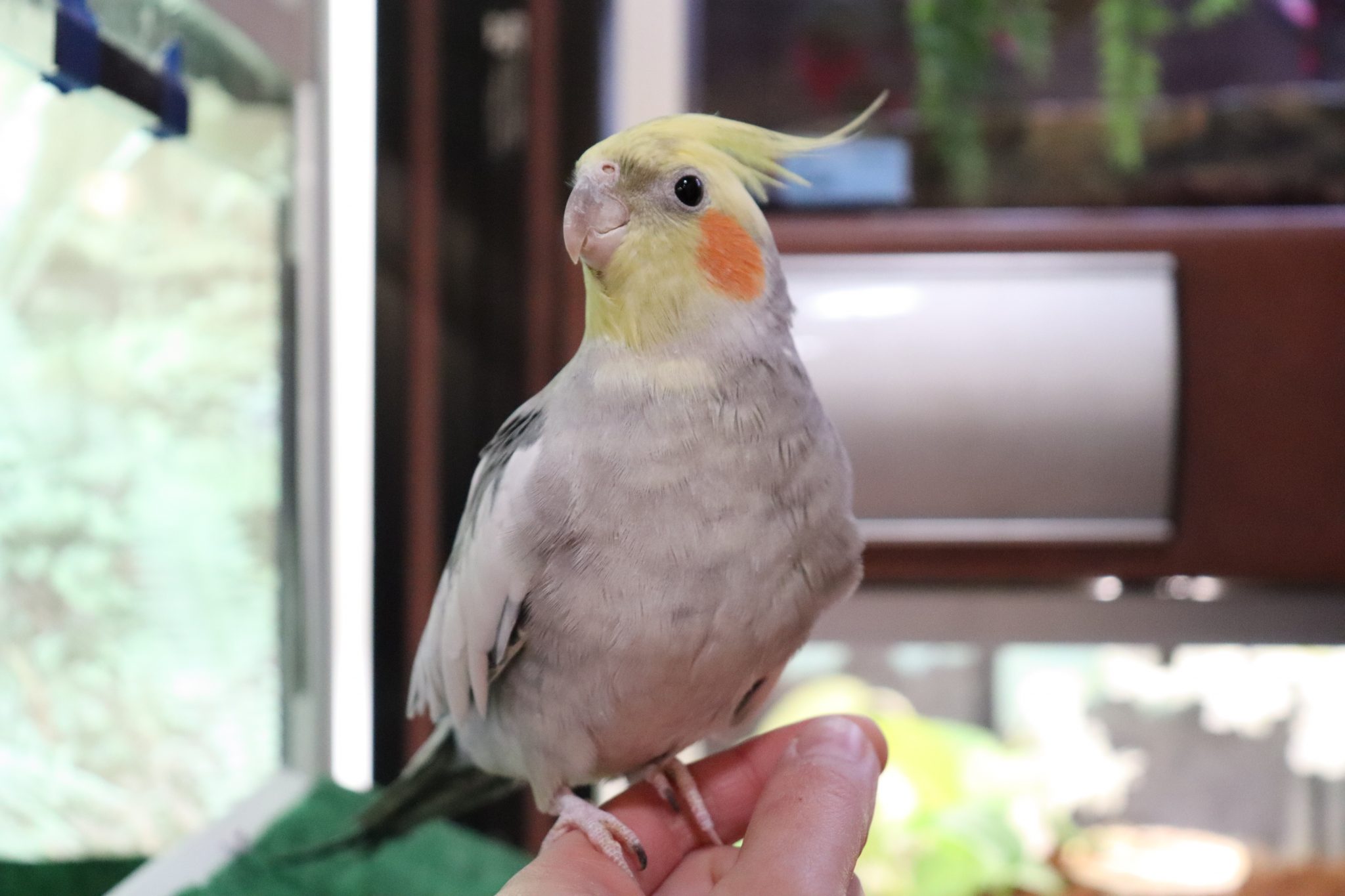 Highland Sam J. Racadio Library and Environmental Learning Center ...