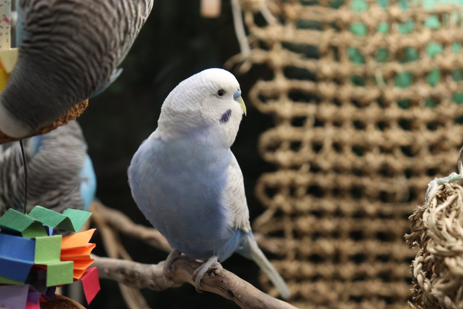 Highland Sam J. Racadio Library and Environmental Learning Center ...