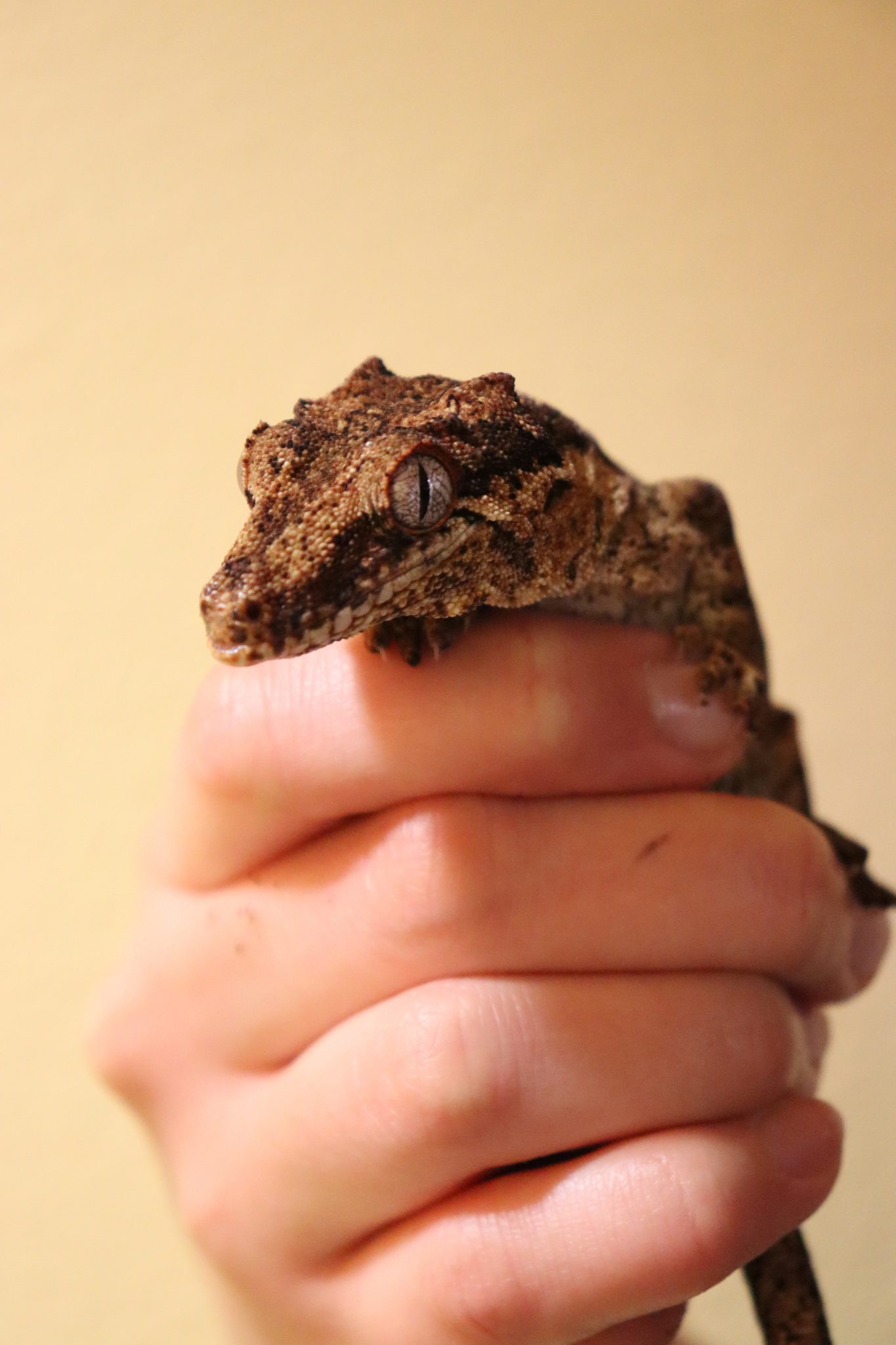 Highland Sam J. Racadio Library and Environmental Learning Center ...