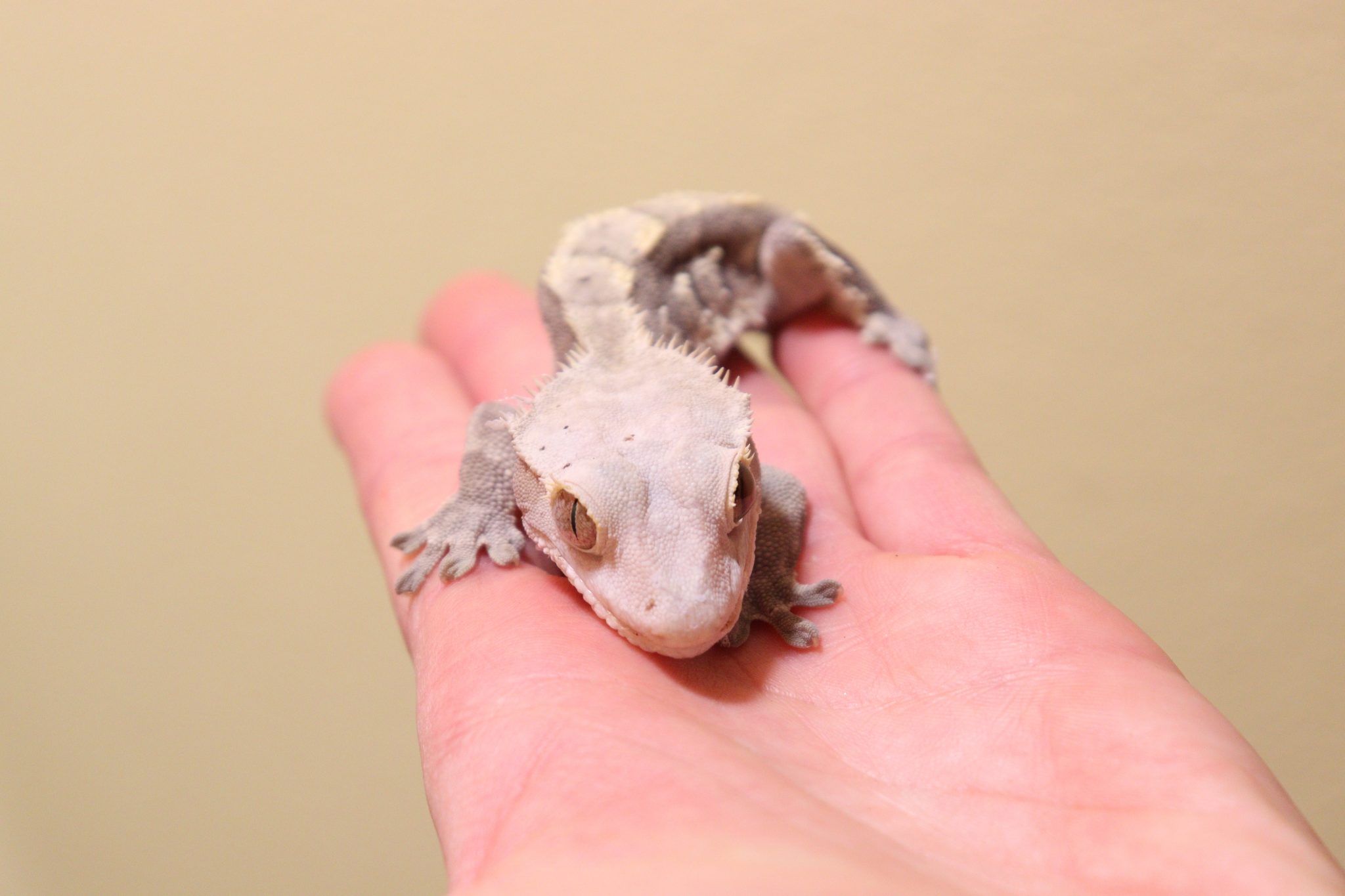 Highland Sam J. Racadio Library and Environmental Learning Center ...