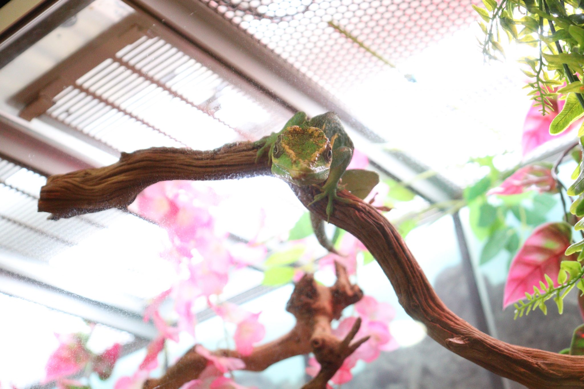 Highland Sam J. Racadio Library and Environmental Learning Center ...