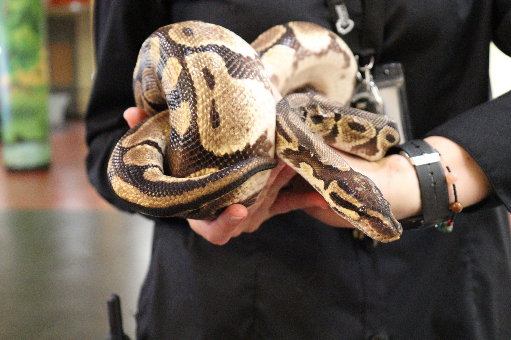 Highland Sam J. Racadio Library and Environmental Learning Center ...