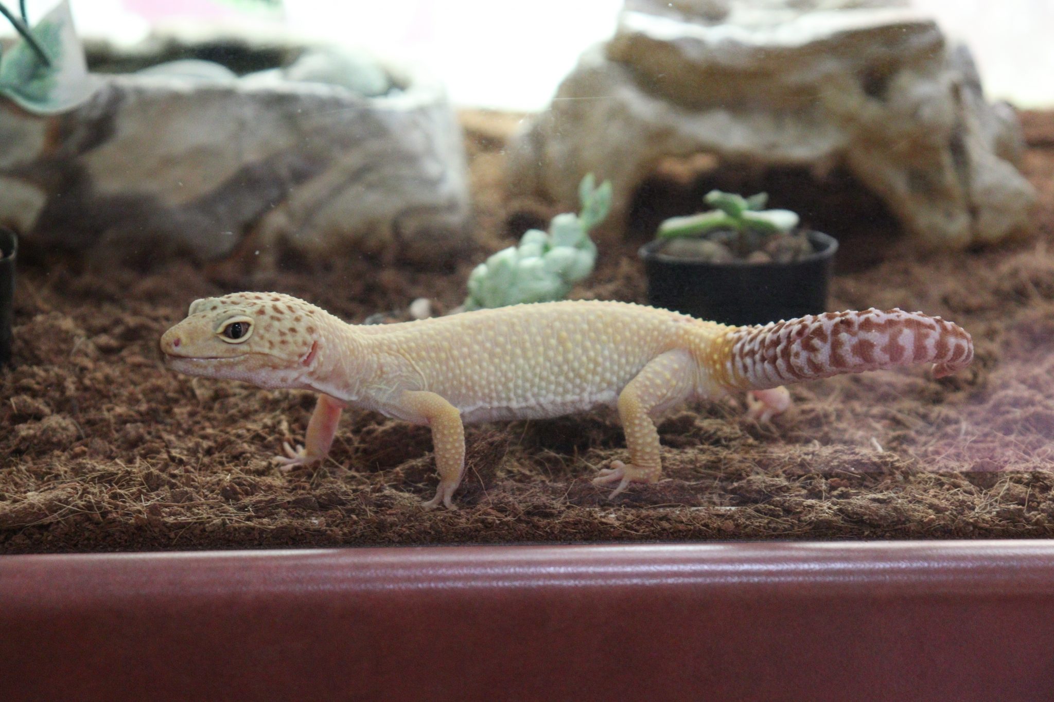 Highland Sam J. Racadio Library and Environmental Learning Center ...