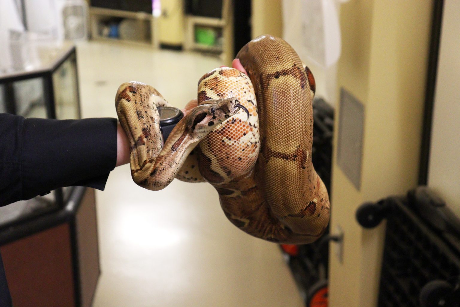 Highland Sam J. Racadio Library and Environmental Learning Center ...