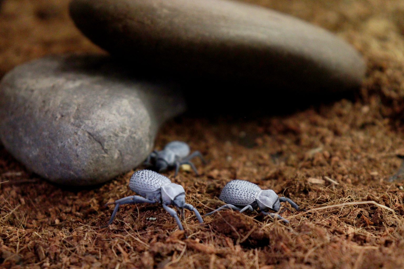 Highland Sam J. Racadio Library and Environmental Learning Center ...