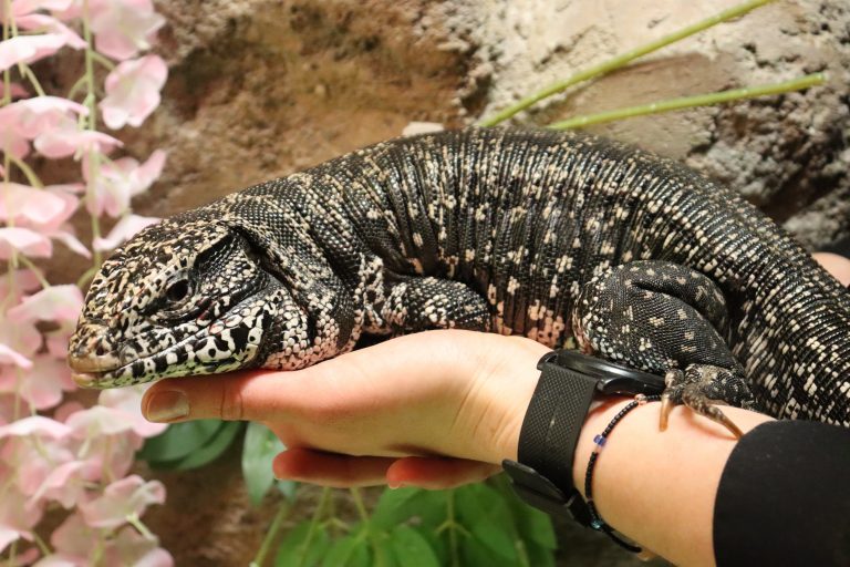 Highland Sam J. Racadio Library and Environmental Learning Center ...