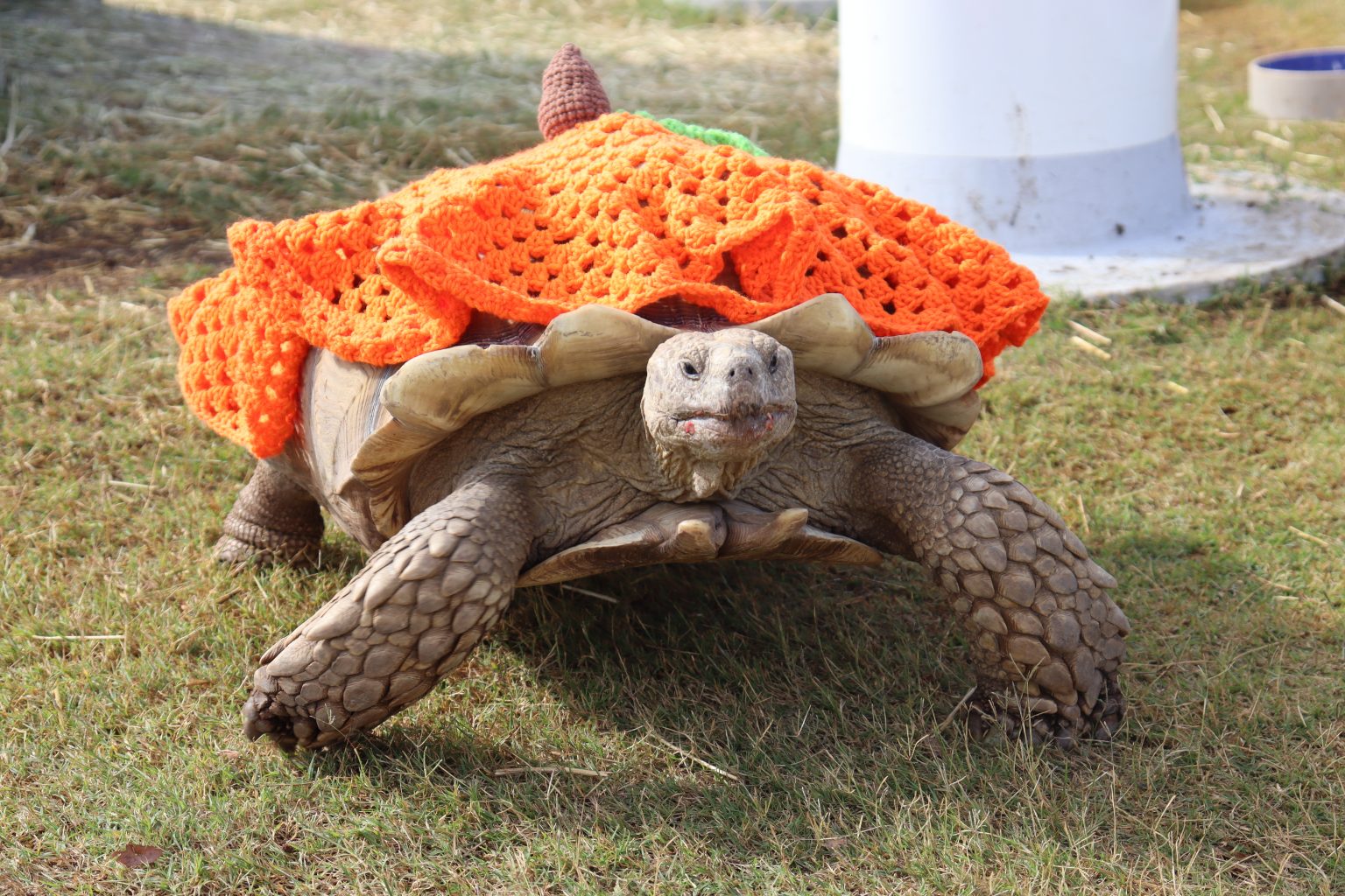 Highland Sam J. Racadio Library and Environmental Learning Center ...
