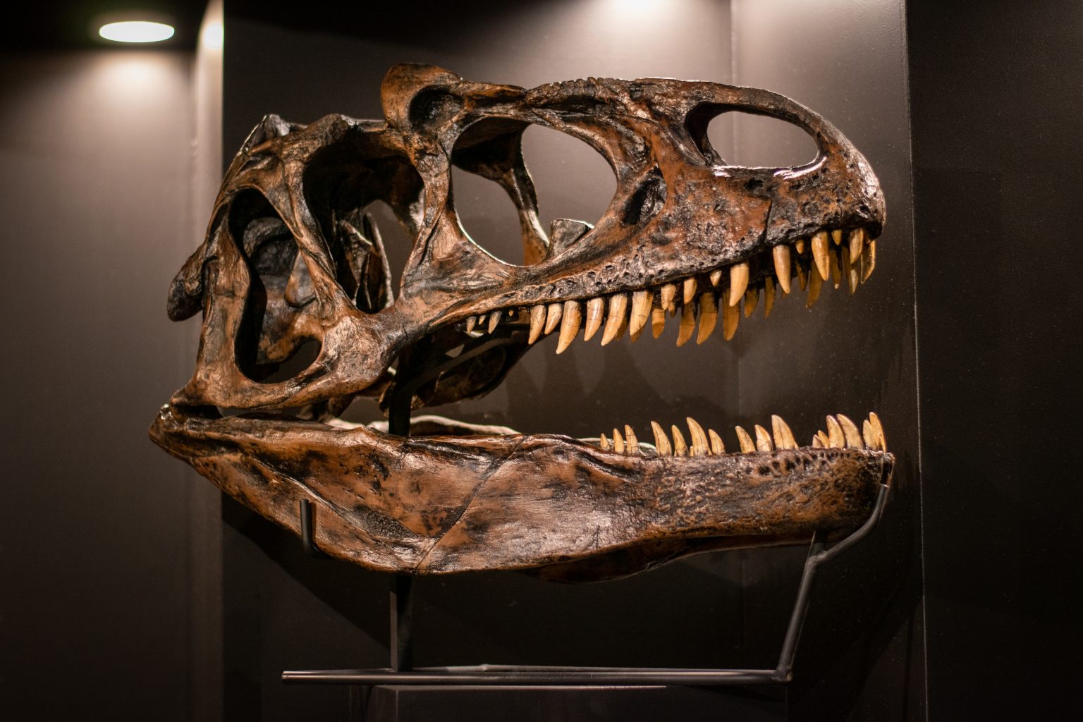 San Bernardino County Museum Pass – Library