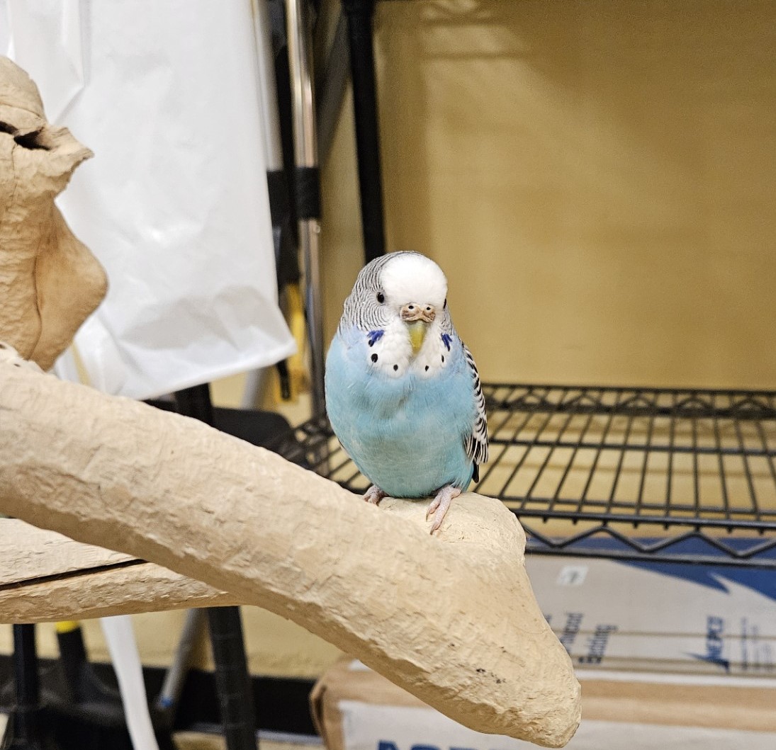 Highland Sam J. Racadio Library and Environmental Learning Center ...